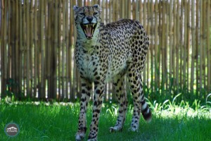 Cheetahs at Woodland Park Zoo in Seattle