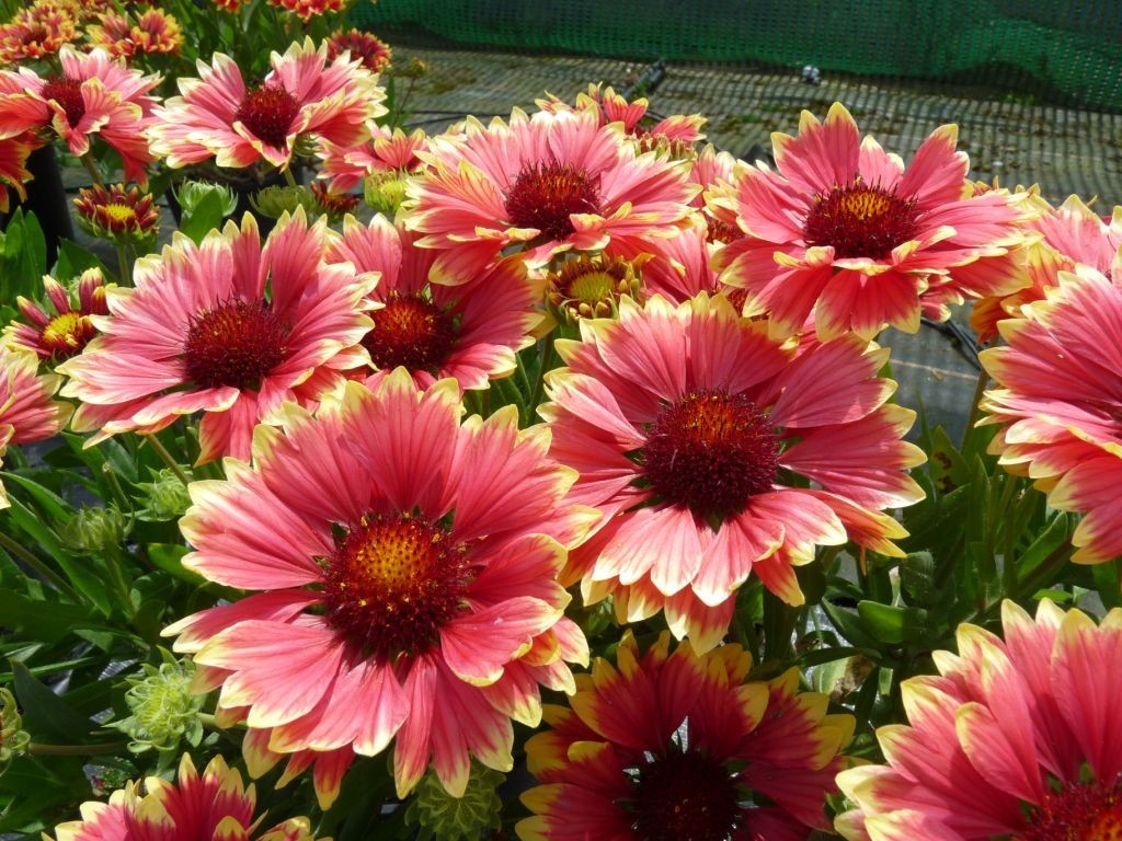 Five Popular Native Seattle Wildflowers - Seattle Bloggers