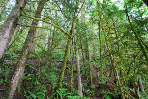 Twin Falls Trail | A Family-Friendly Hike For All Ages